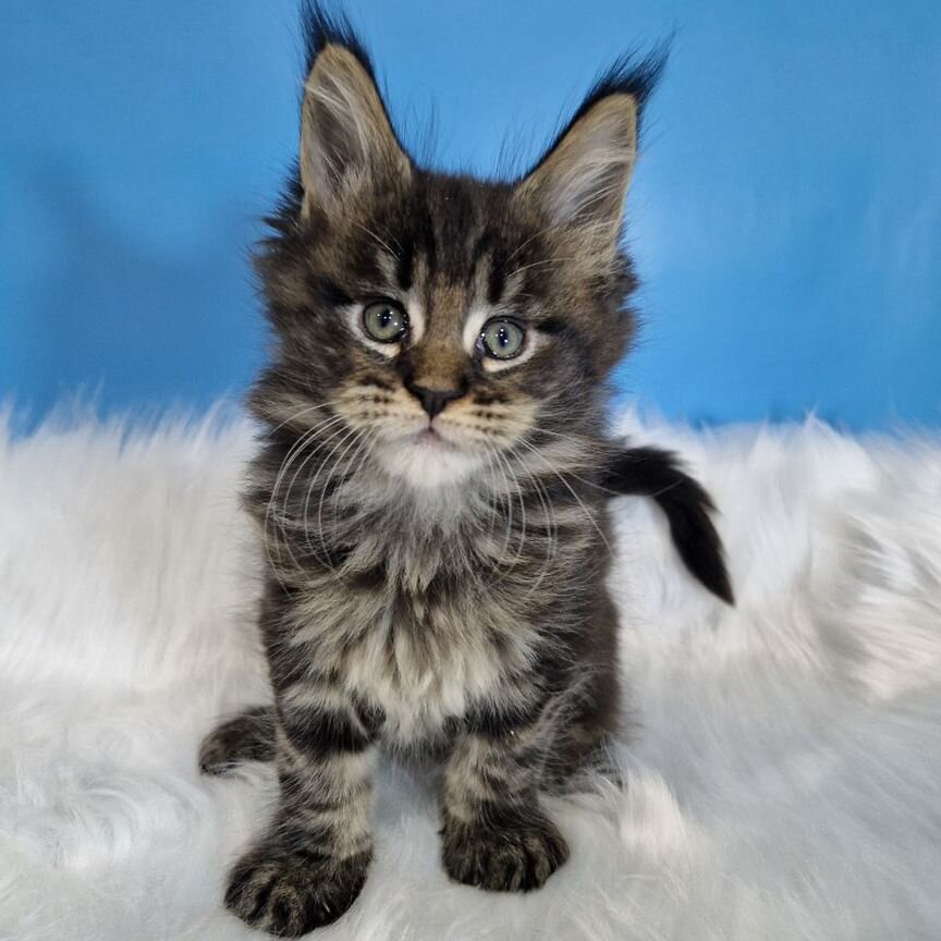 Мейн-кун котёнок