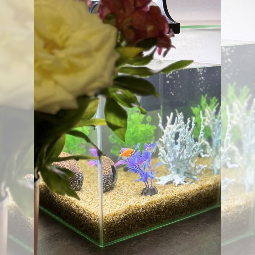 Аквариум 23 литра. Аквариум полный набор. Рыбки