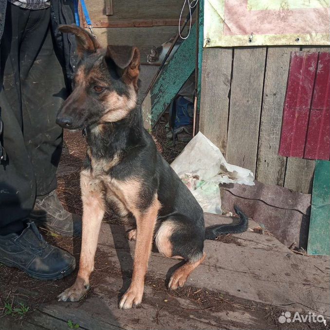 Собака карликовая овчарка