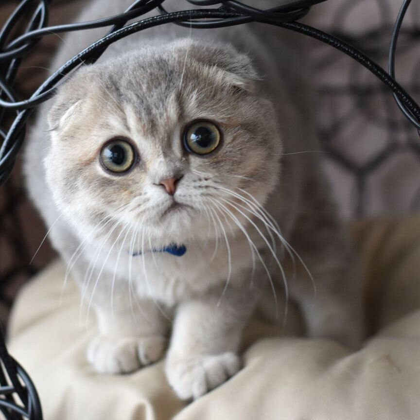 Шотландский вислоухий короткошёрстный котёнок