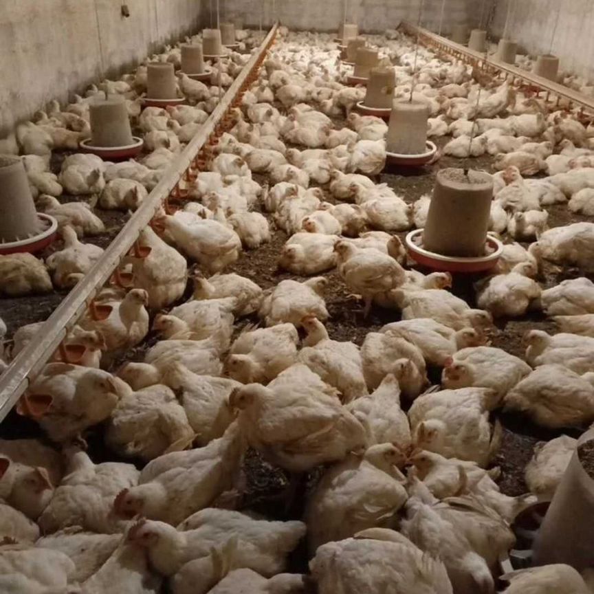 Продам цыплят,вес средний 2,5 кг