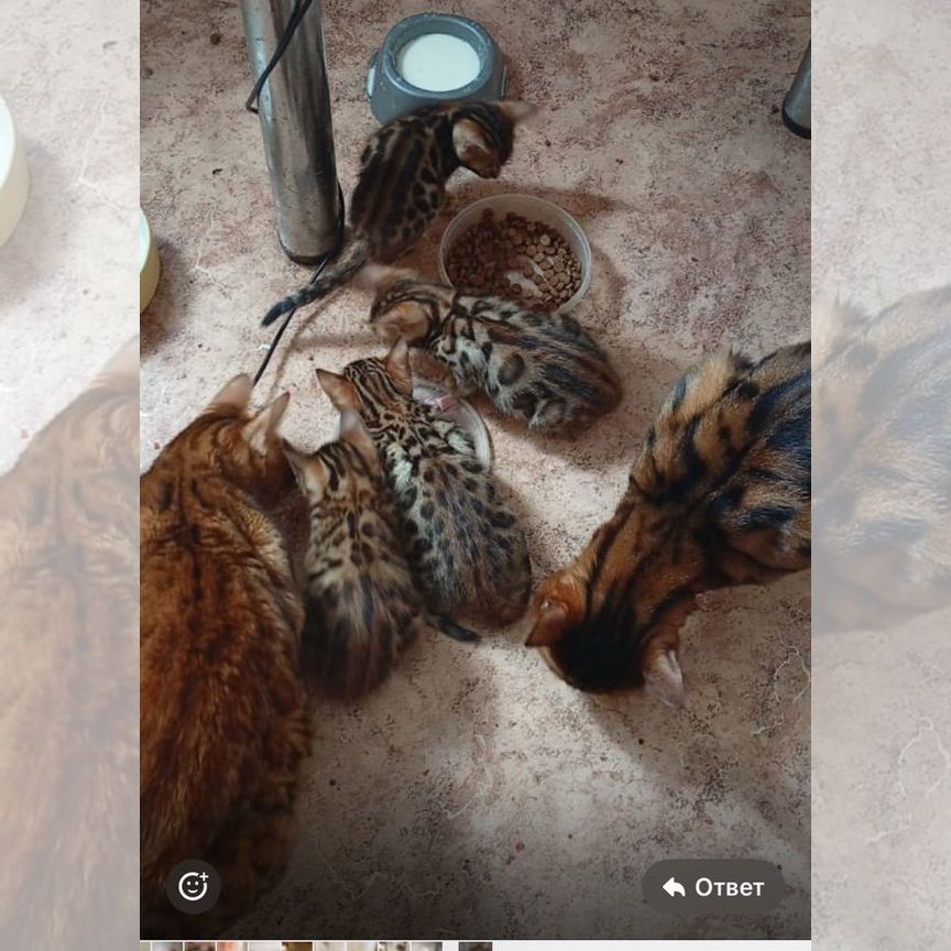 Бенгальские котята