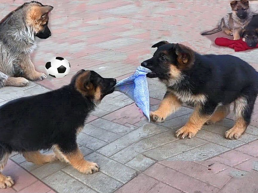 Щенки немецких овчарок-окрас разный