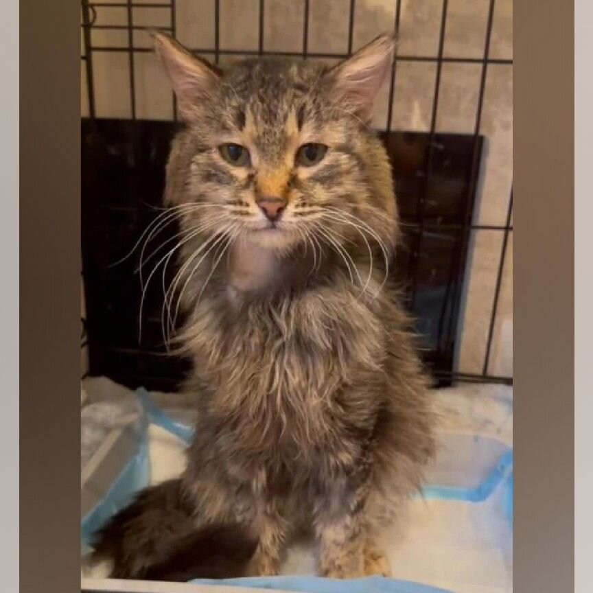 Коту нужна передержка или сразу дом с мед уходом