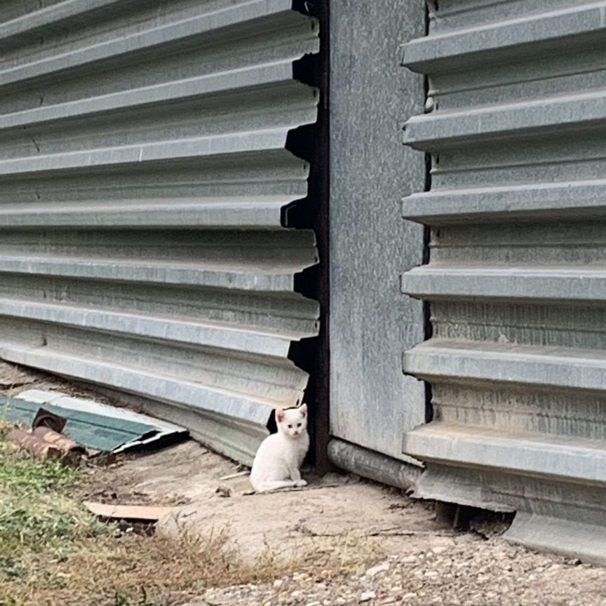 Котята