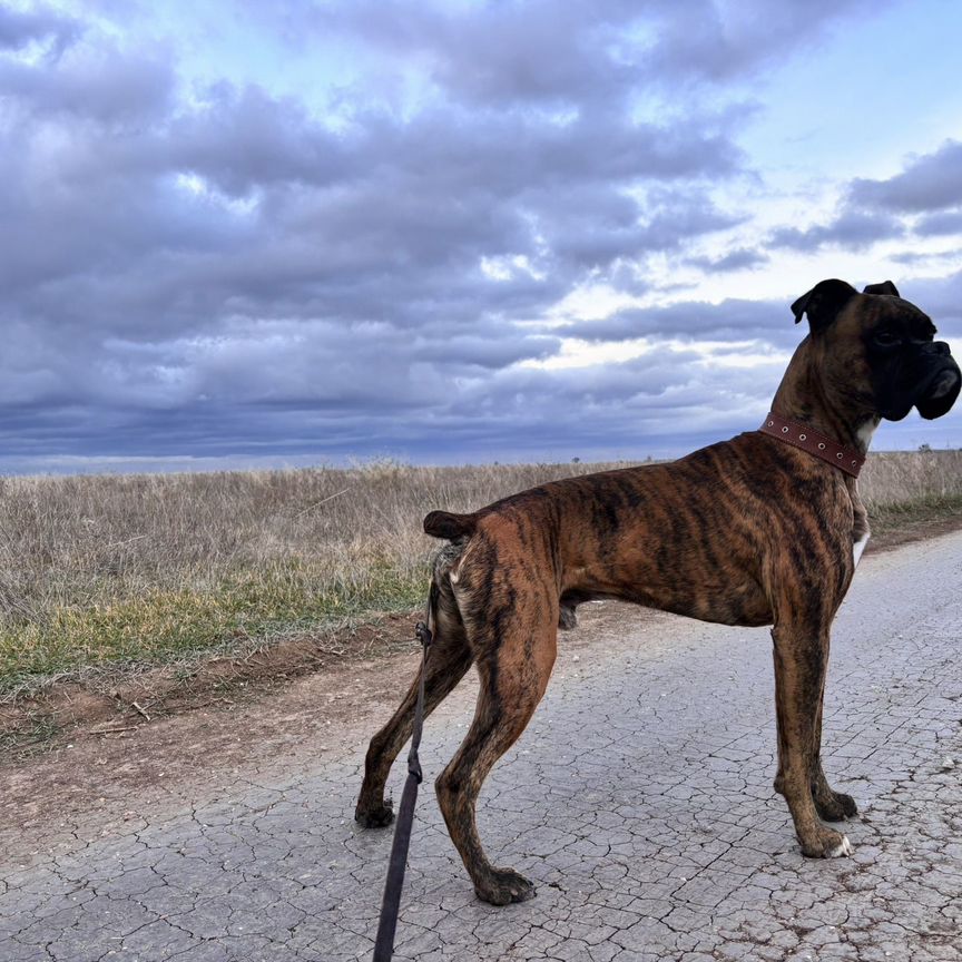 Случка с немецким боксером