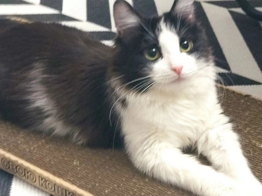 Луша ищет дом