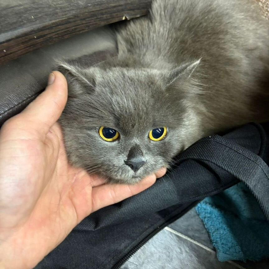 Отдам в добрые руки котенка