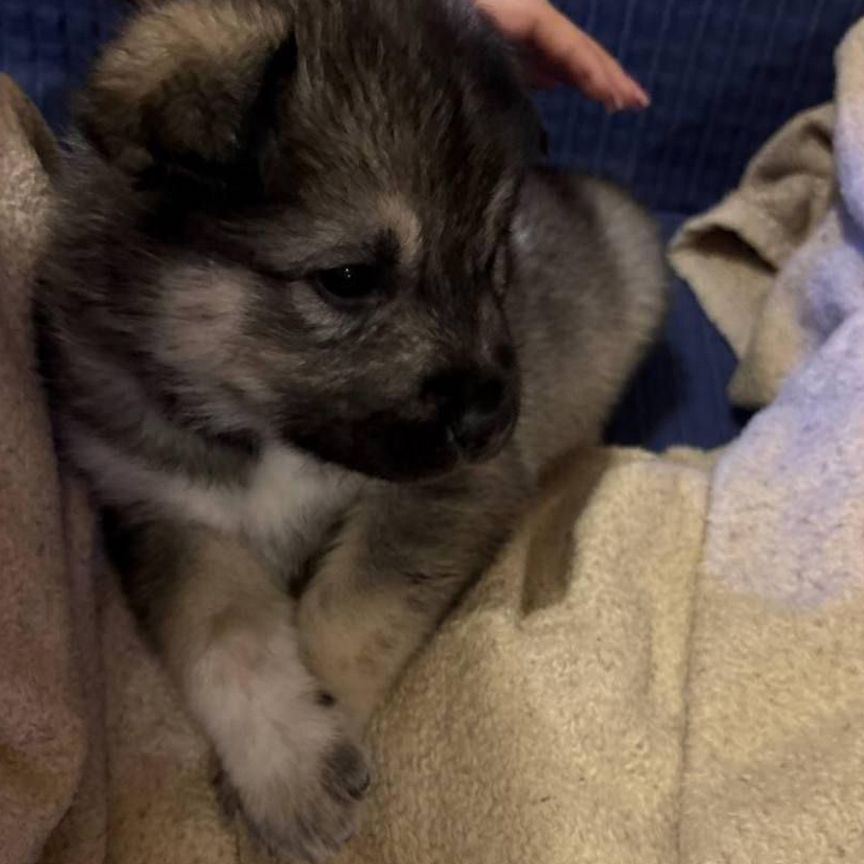 Сибирский хаски, щенок