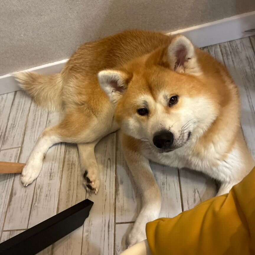 Акита-ину, взрослый пёс