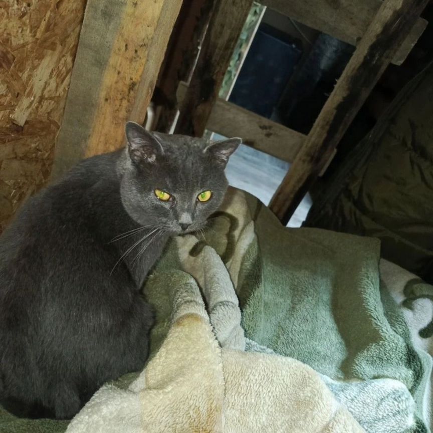 Котик с фронта
