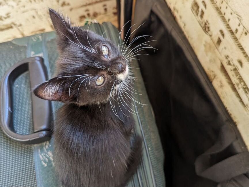 Заберите своего котенка