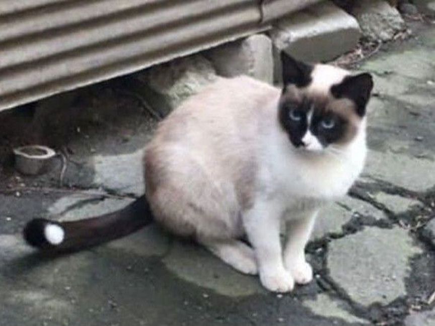 Кошку предали хозяева