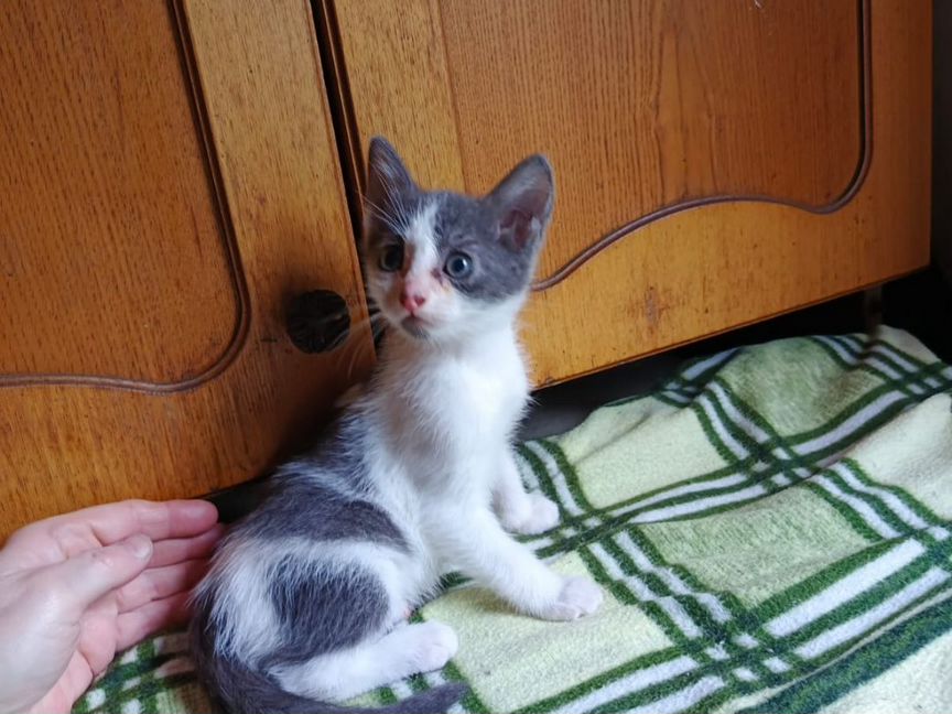 Котенок мальчик 2,5 мес
