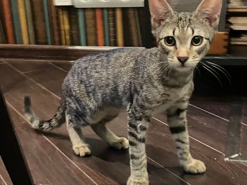Котята в дар спасение с теплотрассы