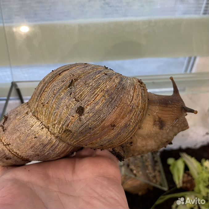 Улитки ахатины взрослые