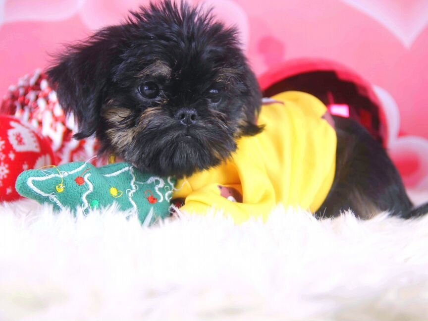 Бельгийский гриффон. Красотка