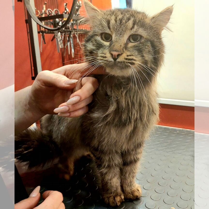 Сибирский котик похожий на манула