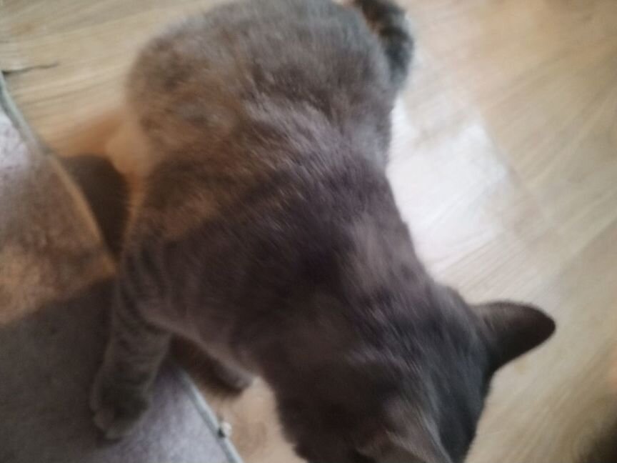 Ищем хозяина или хозяйку для котикк