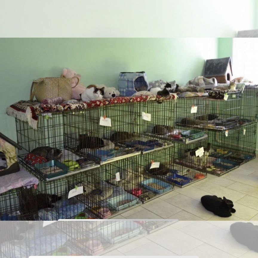 Взрослая кошка в добрые руки