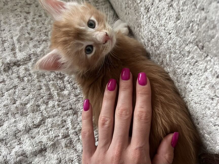 Кошка мэйн кун