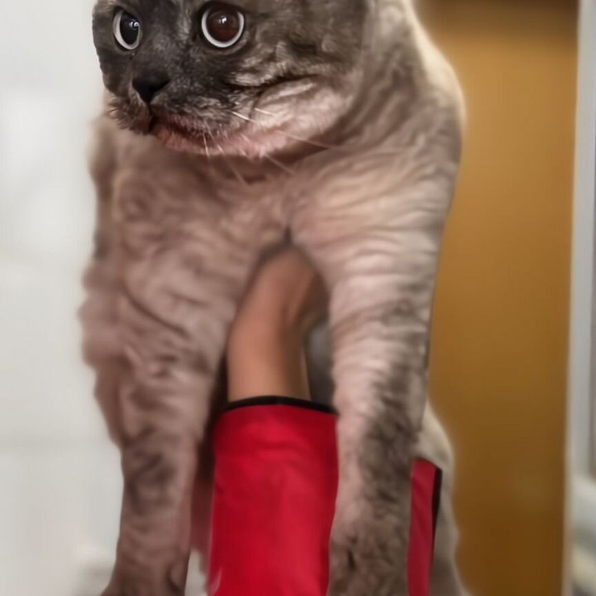 Взрослый кот в добрые руки