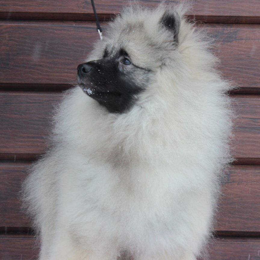 Вольфшпиц, щенок