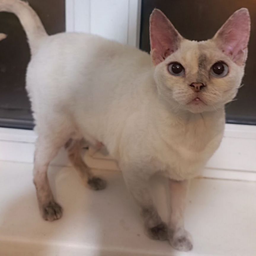 Девон-рекс, взрослая кошка