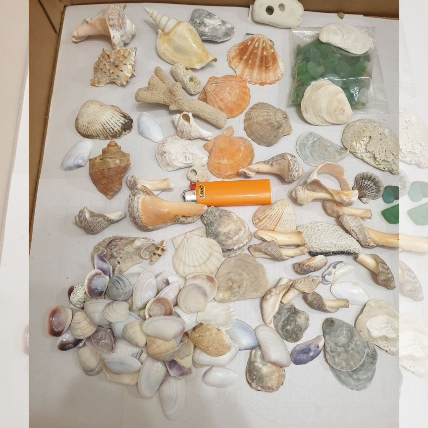 Ракушки доя декора, аквариума