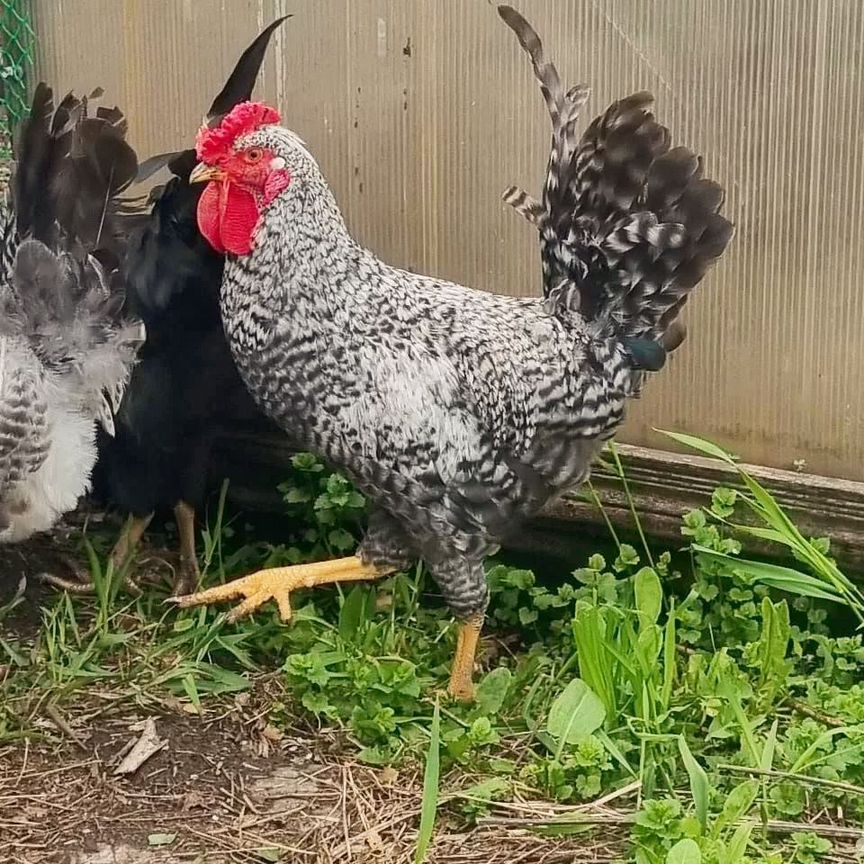 Петухи домашние молодые