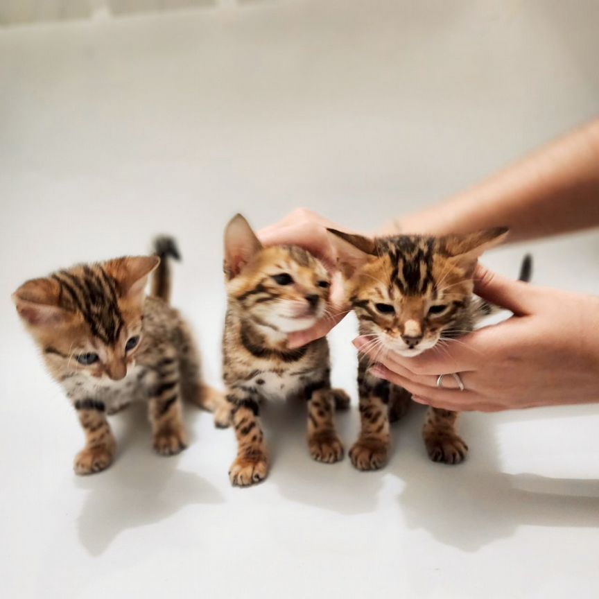 Бенгальские котята