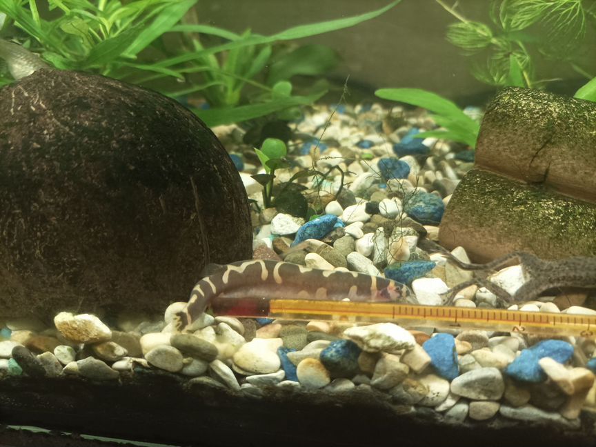 Акантофтальмус