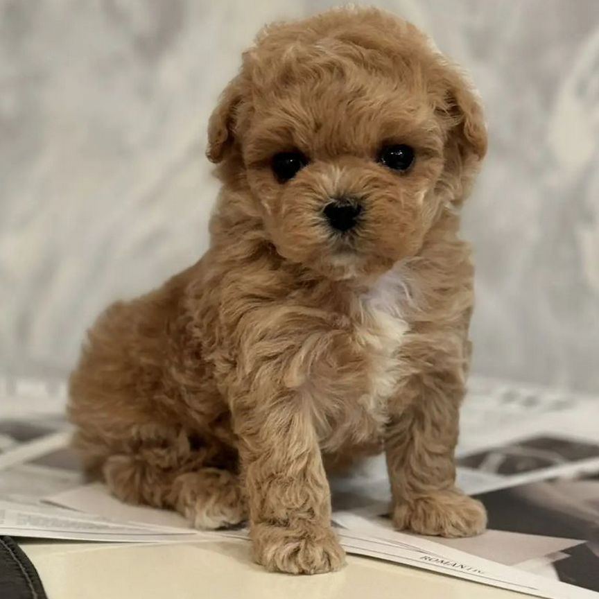 Мальтипу, щенок