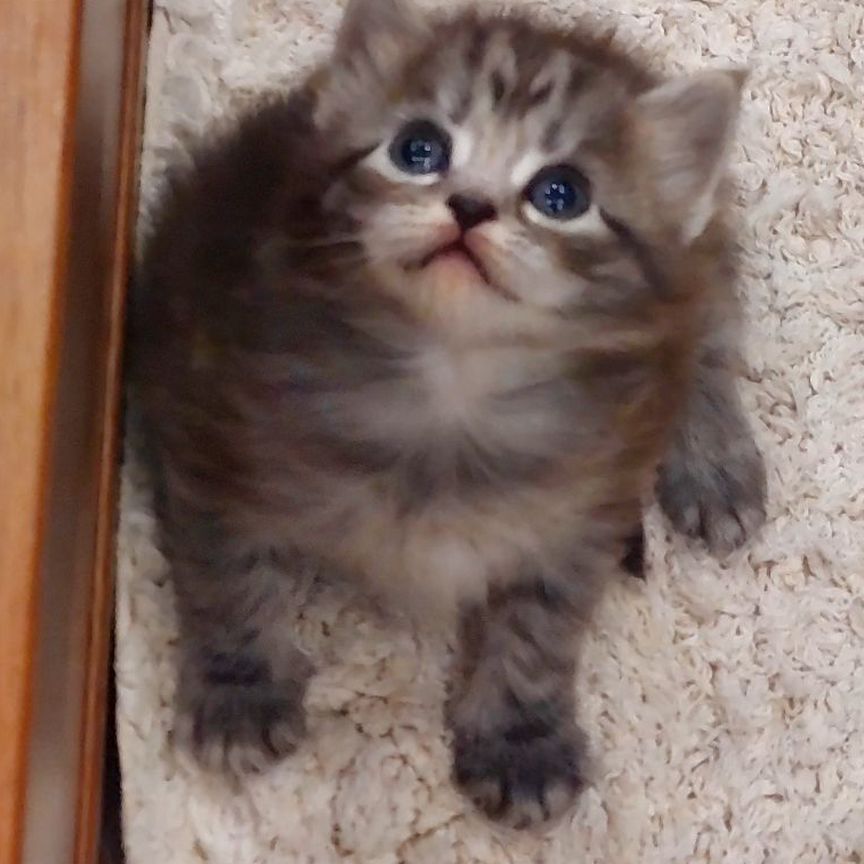 Британский короткошёрстный котёнок