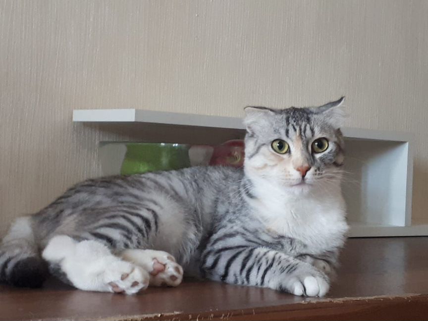 Шотландская вислоухая кошка бесплатно