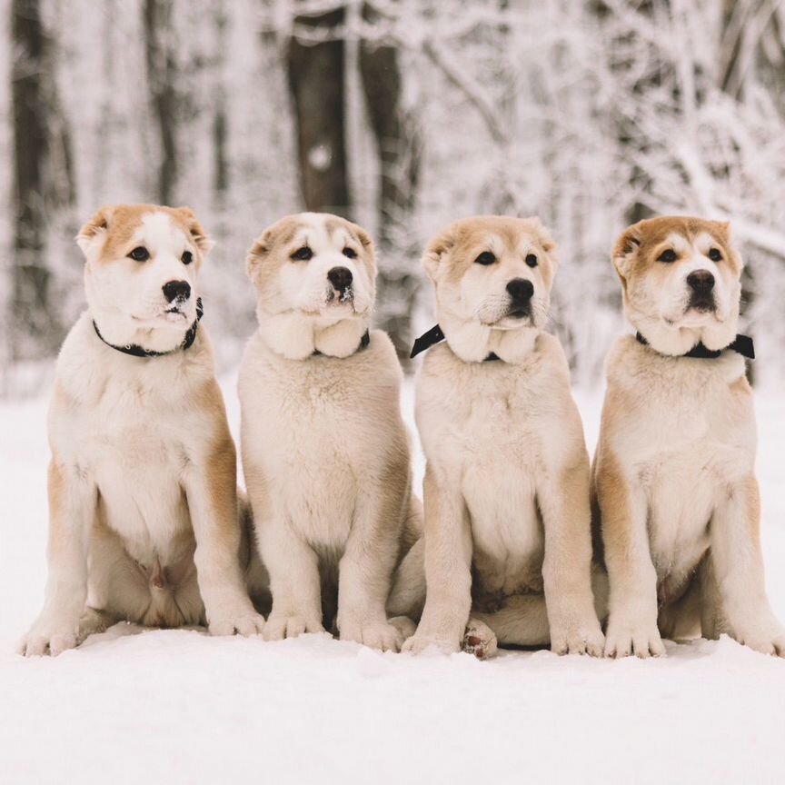 Щенки сао алабай