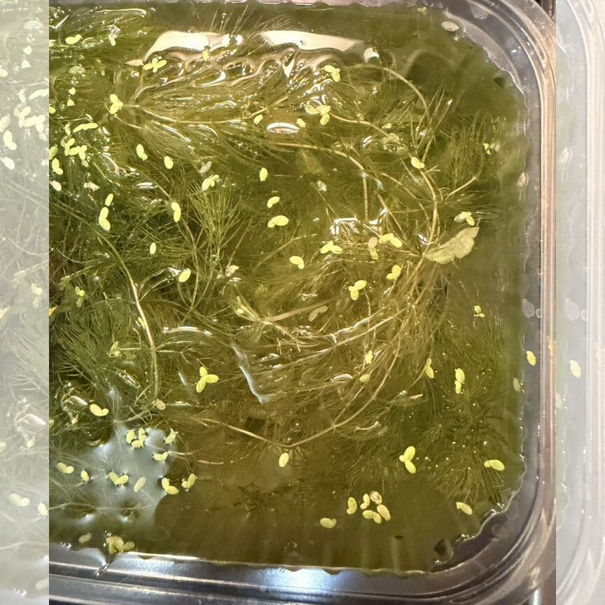 Роголистник