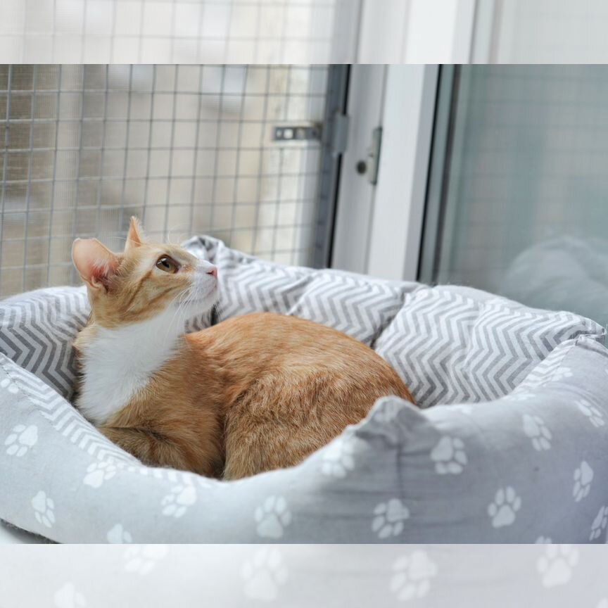 Отдам в хорошие руки котенка