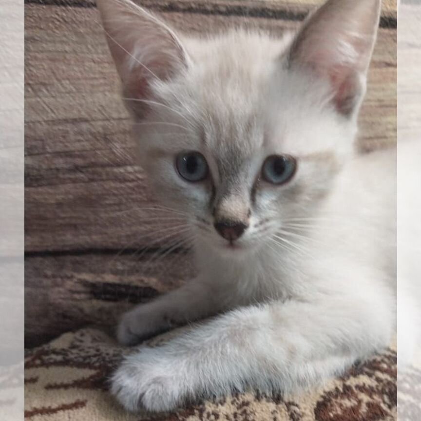Котята