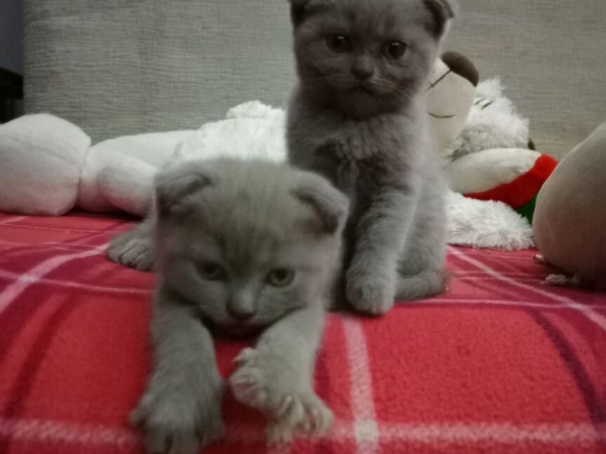 Шотландская вислоухая кошка