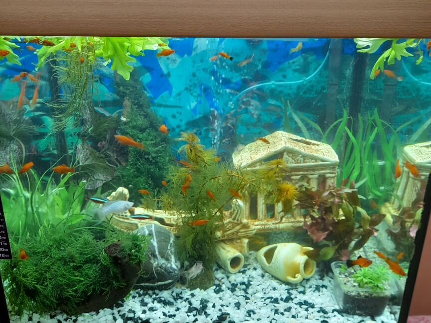 Аквариум с рыбками