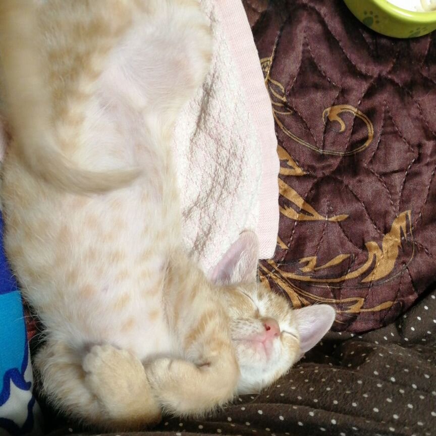 Котёнок в добрые руки