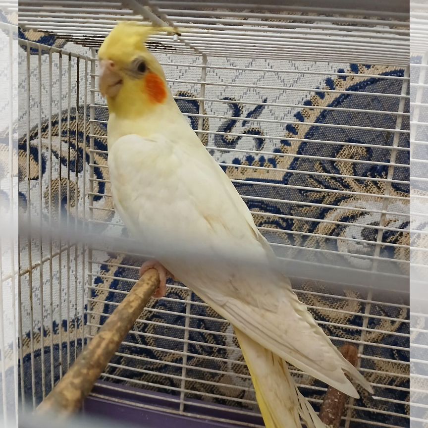 Попугай корелла мальчик