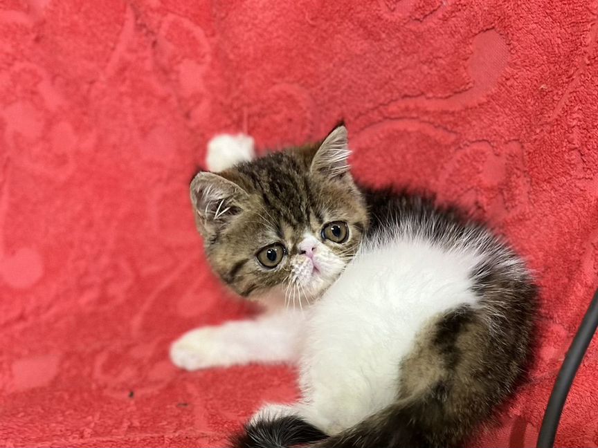 Экзотическая девочка