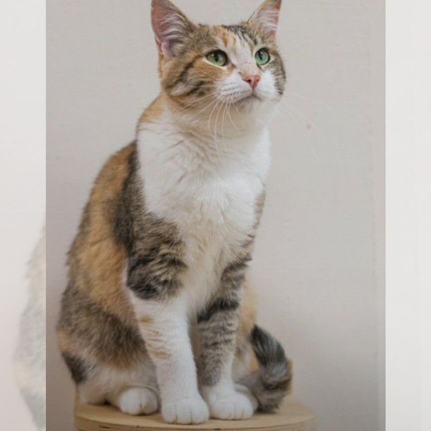Кошка из липкой ловушки