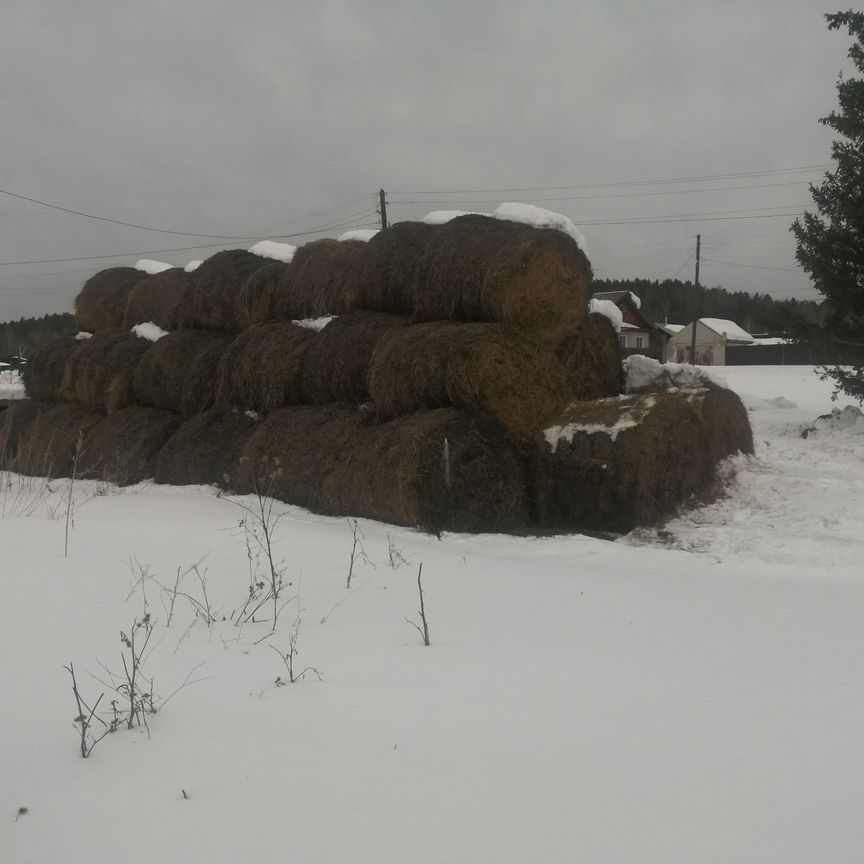 Продам сено в рулонах