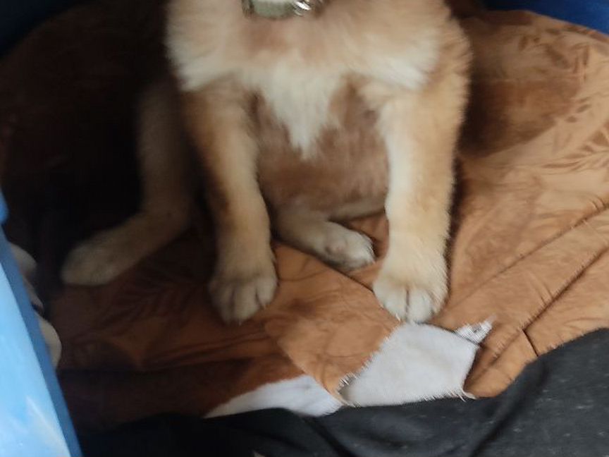 Собака в добрые руки