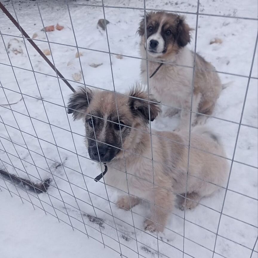 Бойкин-спаниель, щенок