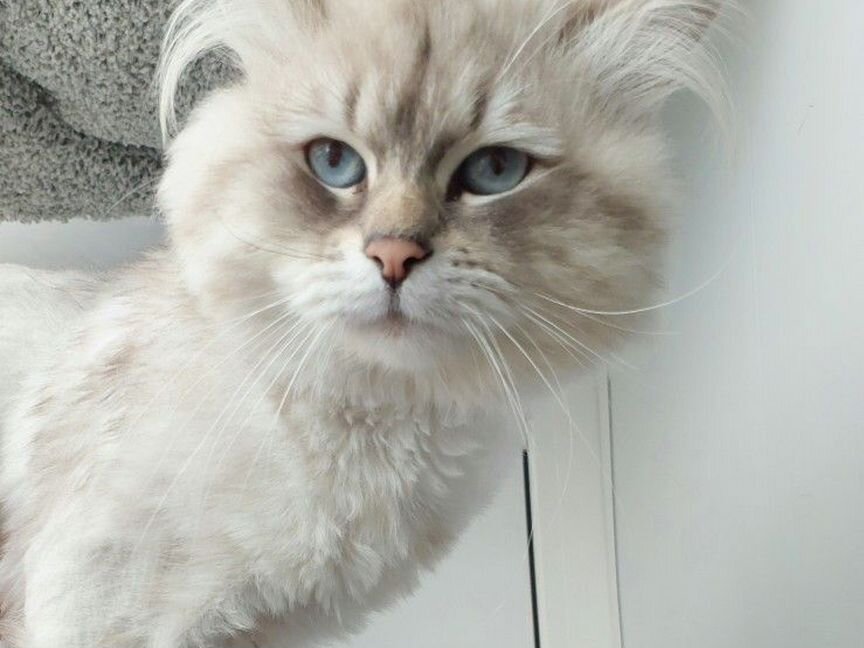 Сибирский кот вязка