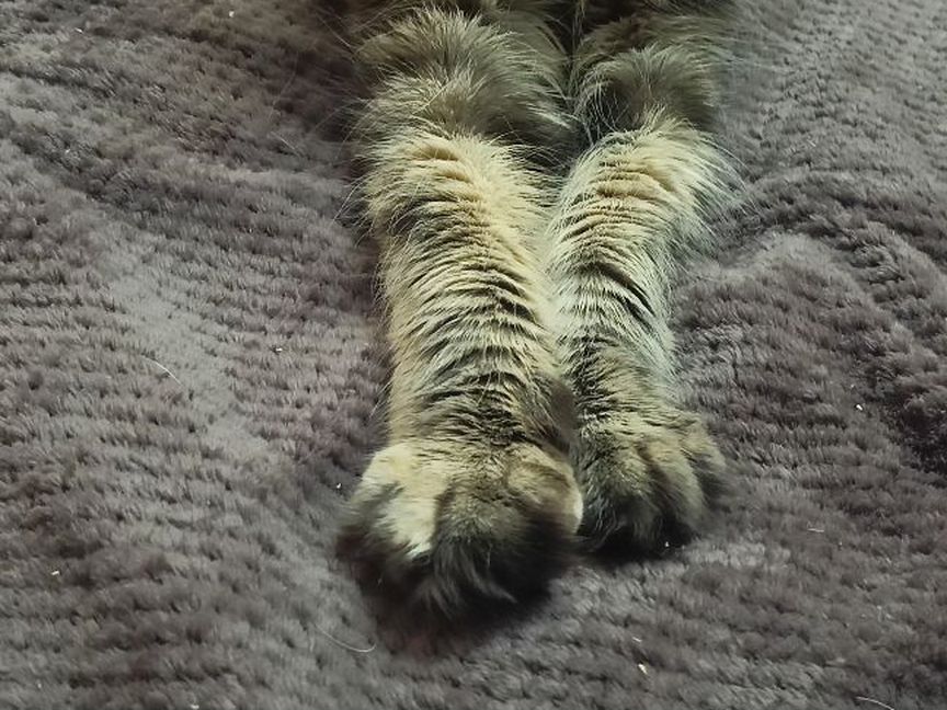 Кошка мейкун